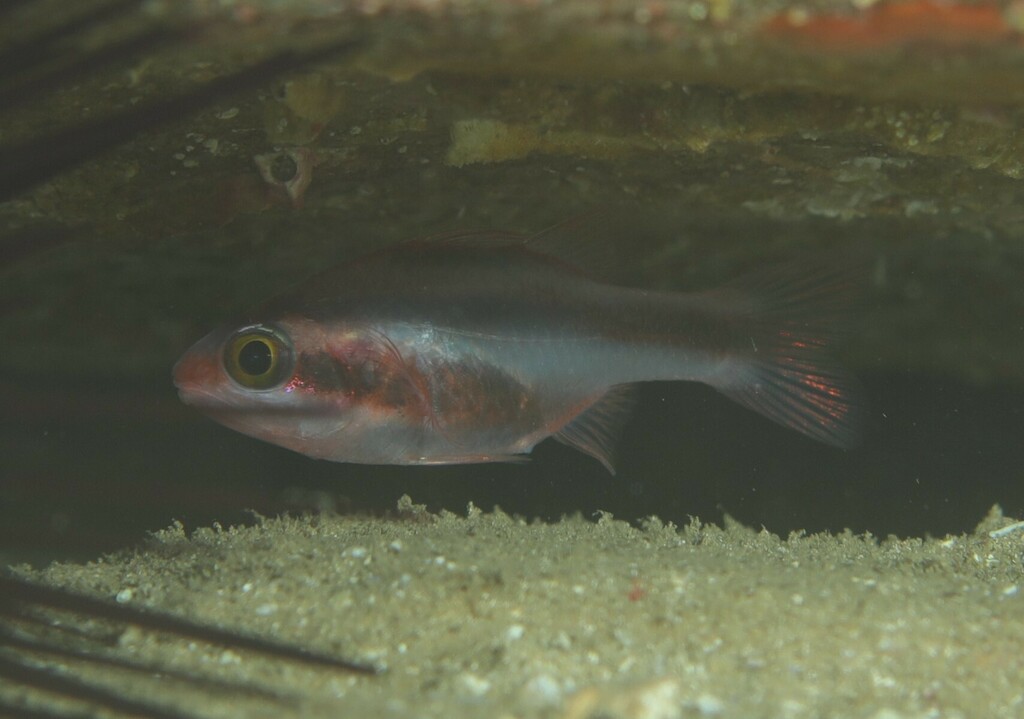Oblique-banded Cardinalfish from Northern Beaches Council, NSW ...