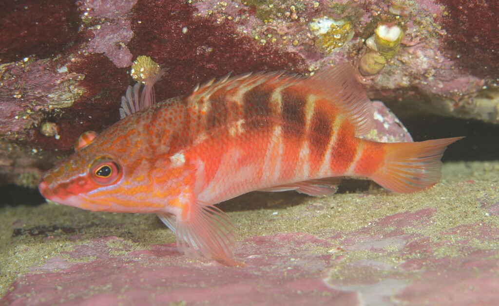 Halfbanded Seaperch from Northern Beaches Council, NSW, Australia on ...
