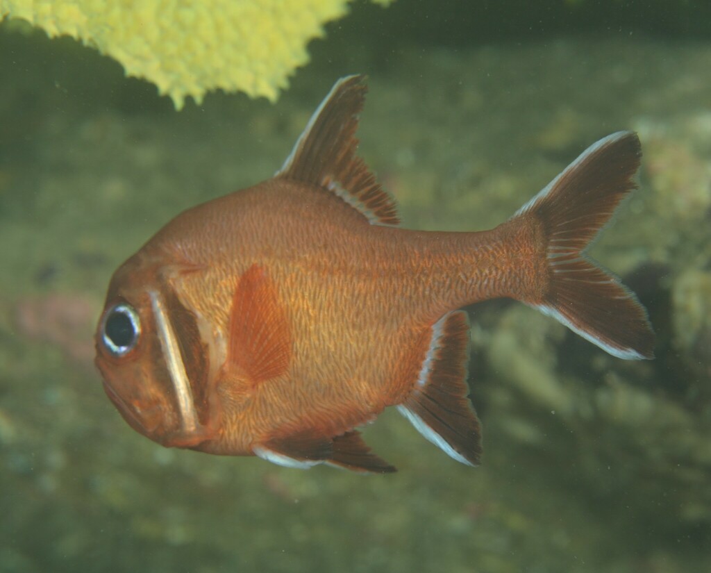 Southern Roughy from Northern Beaches Council, NSW, Australia on March ...