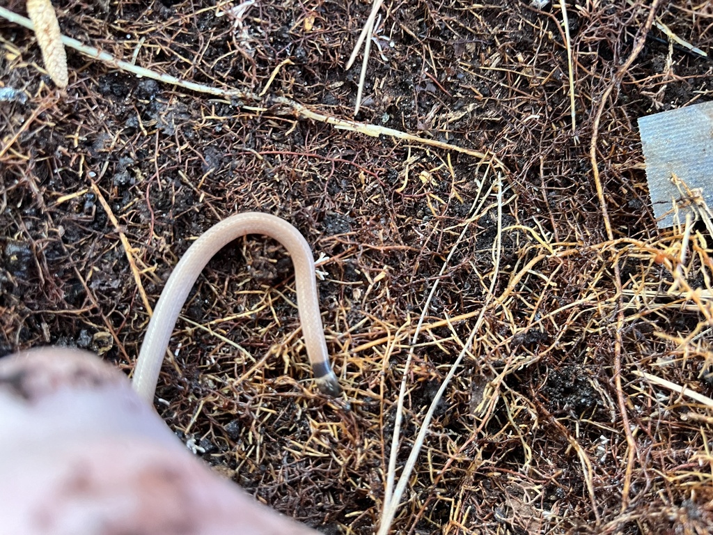 Southeastern Crowned Snake in March 2024 by Matthew. Lifer!!! Found ...