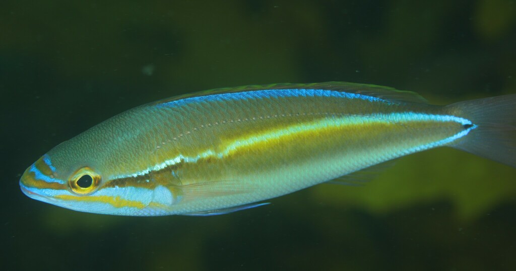 Paradise Threadfin Bream from 1 Bower Ln, Manly NSW 2095, Australia on ...