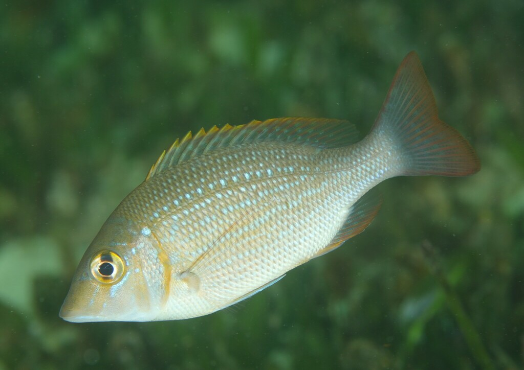 Spangled Emperor (Lethrinus nebulosus) - Marine Life Identification