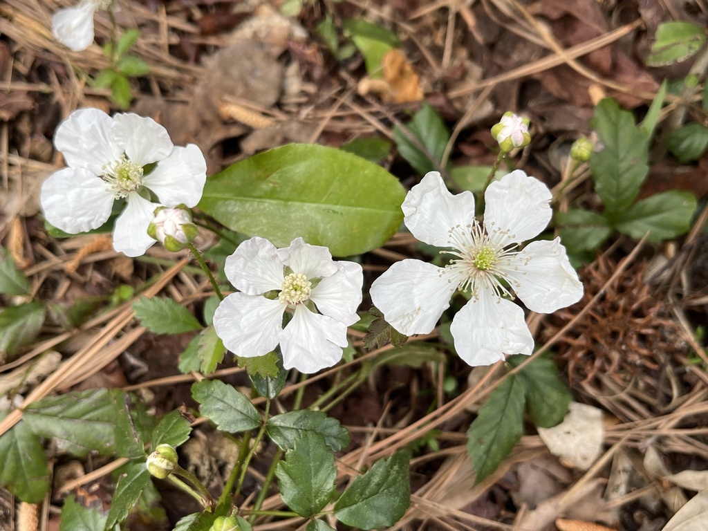 brambles in March 2024 by Matthew · iNaturalist