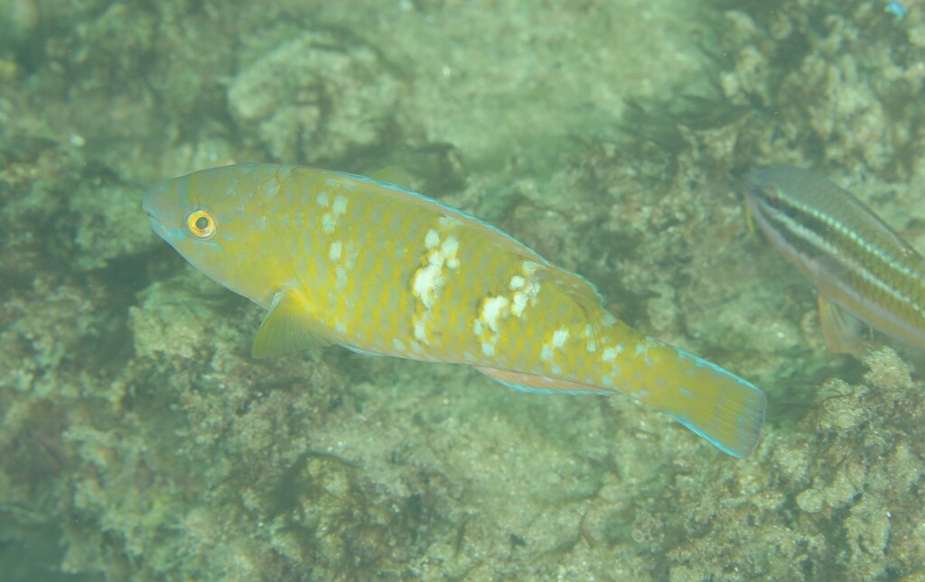 Blue-barred Parrotfish from 1 Bower Ln, Manly NSW 2095, Australia on ...