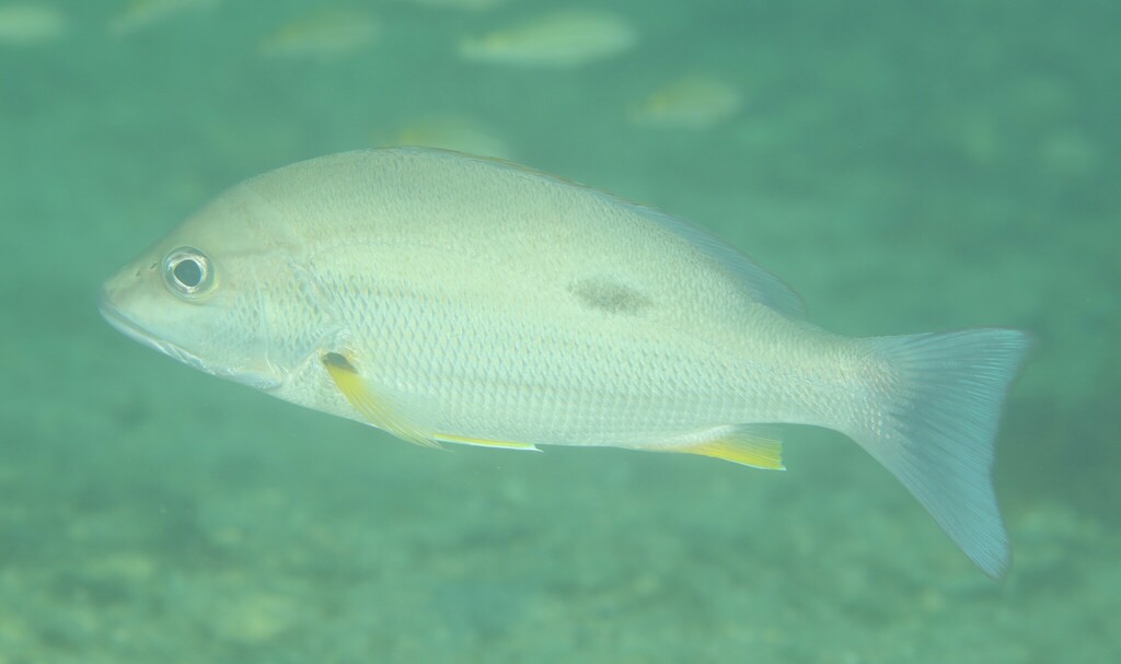 Moses' Snapper from 1 Bower Ln, Manly NSW 2095, Australia on March 25 ...