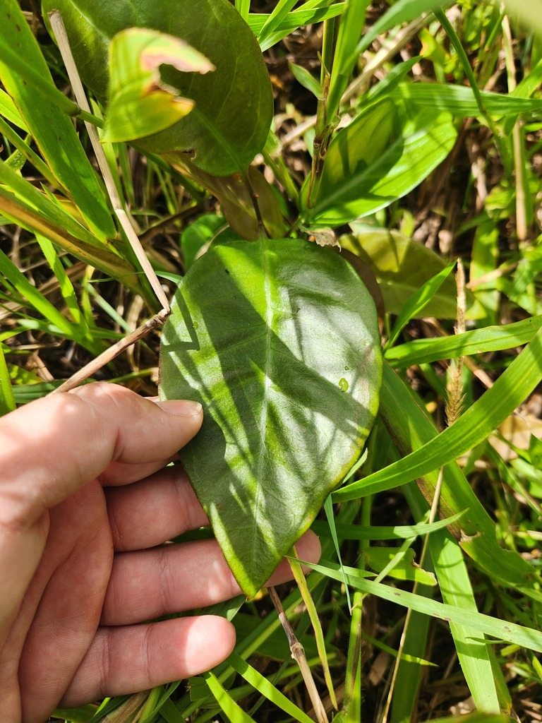 Embelia in March 2024 by Mark C · iNaturalist