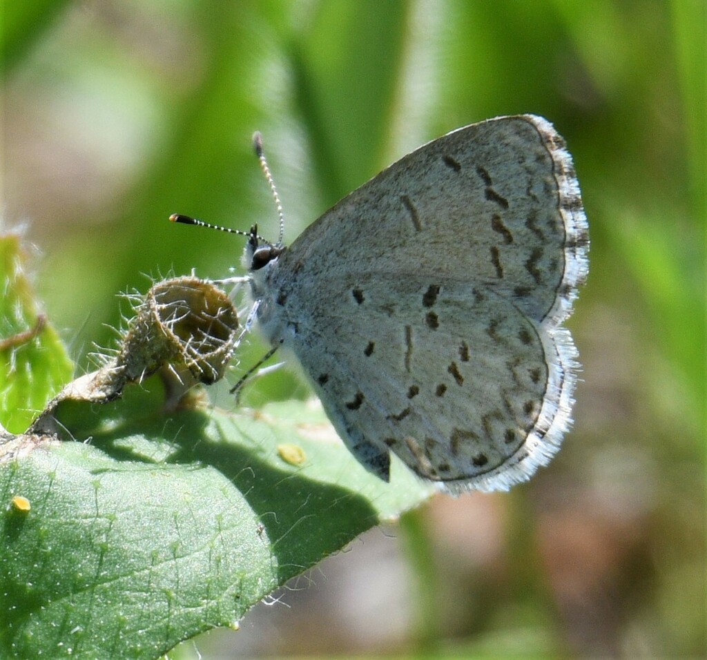 Northern Azure from OSM-Keene, Peterborough County, ON, Canada on May ...