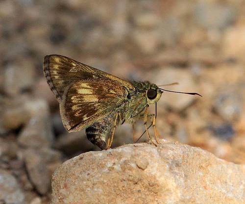 Burmese Ace (Halpe burmana) · iNaturalist