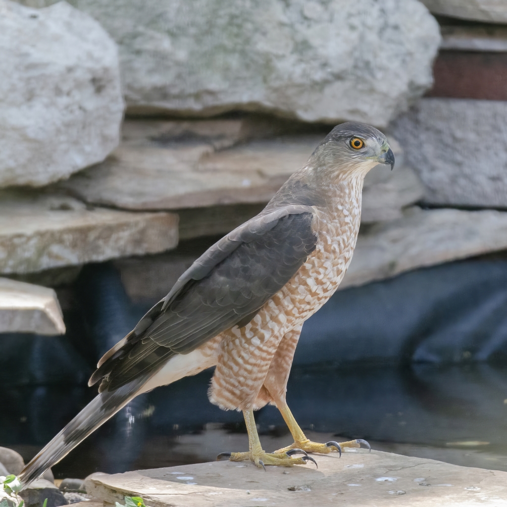 Cooper's Hawk from Alice on March 25, 2024 at 01:23 PM by Mike Stewart ...
