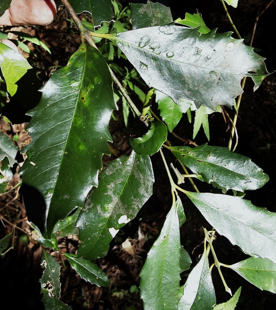Doryphora sassafras from Kanangra-Boyd National Park, Jenolan NSW 2790 ...