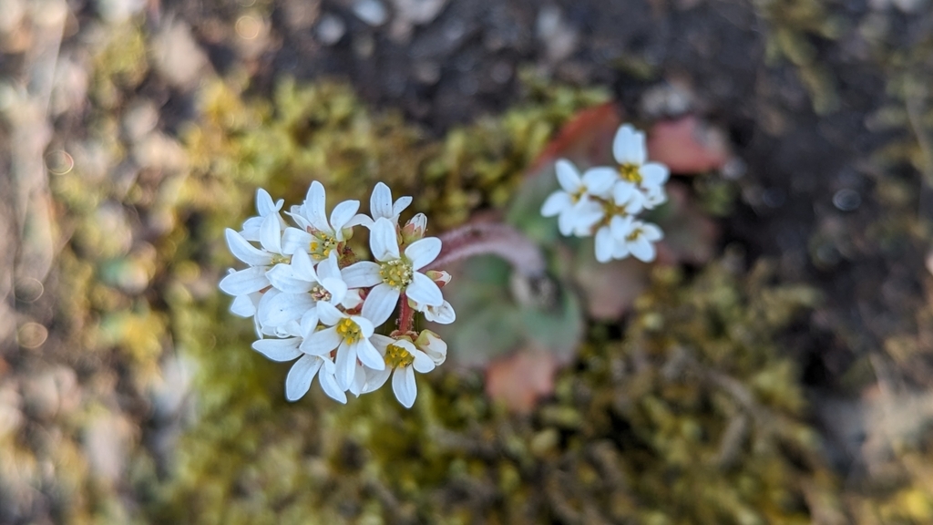 Virginia saxifrage from Takoma Park, MD, USA on March 25, 2024 at 06:10 ...