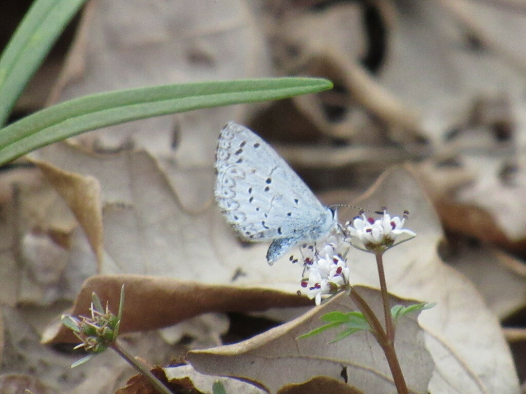 Summer Azure from Grant Park, Montgomery County, OH, USA on March 25 ...