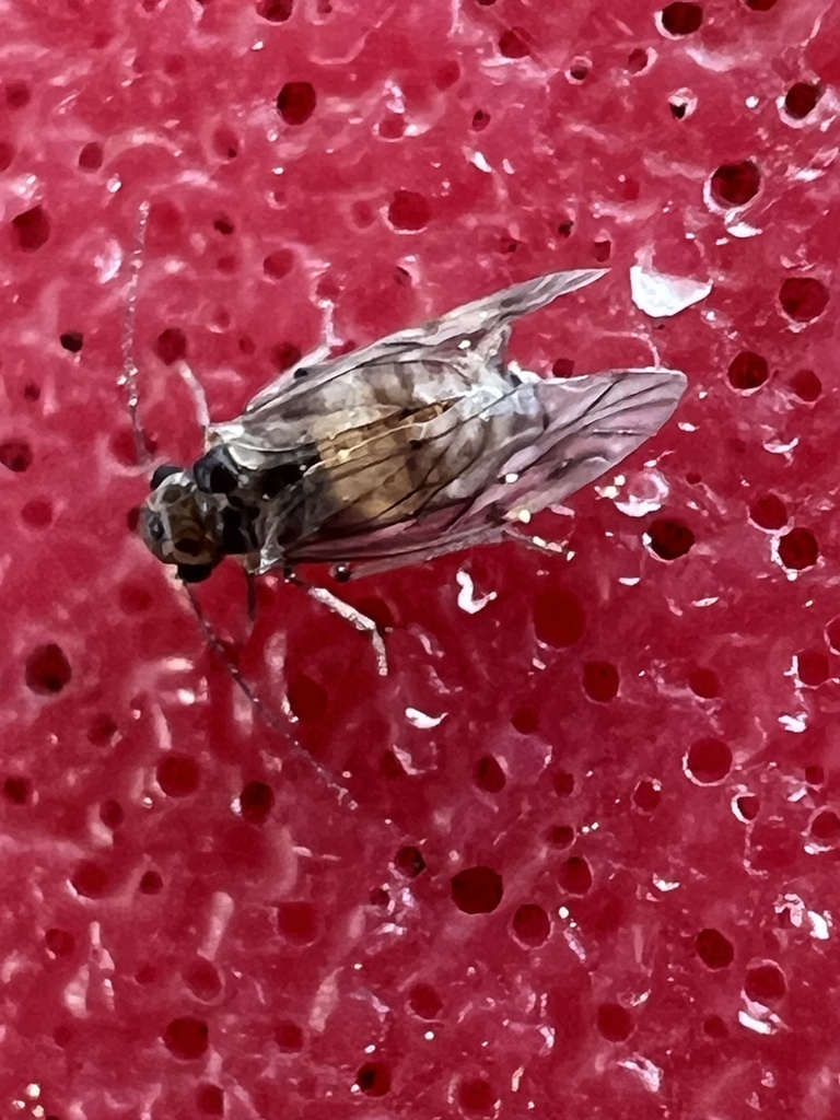 Barklice, Booklice, and Parasitic Lice from Westlake High School ...