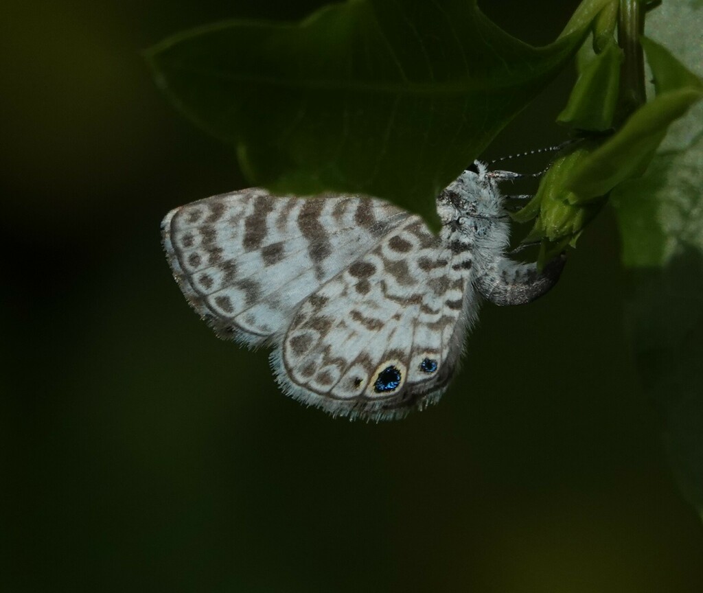 Cassius Blue from Safety Harbor, FL, USA on March 25, 2024 at 02:08 PM ...