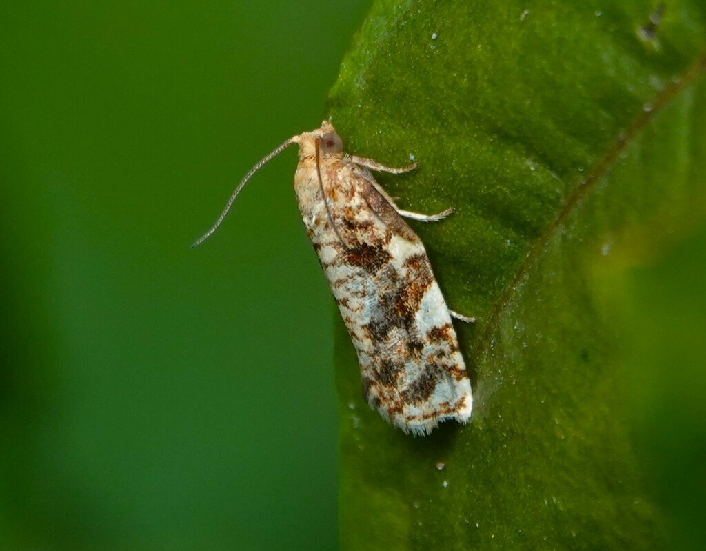Fruit-tree Leafroller Moth from Safety Harbor, FL, USA on March 25, 2024 at 02:51 PM by Donald ...