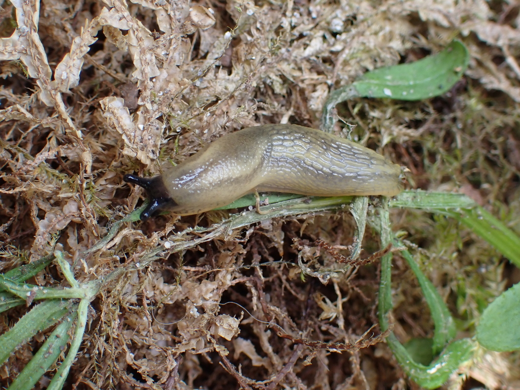 hortensis-group Arion Slugs from King County, WA, USA on March 25, 2024 ...