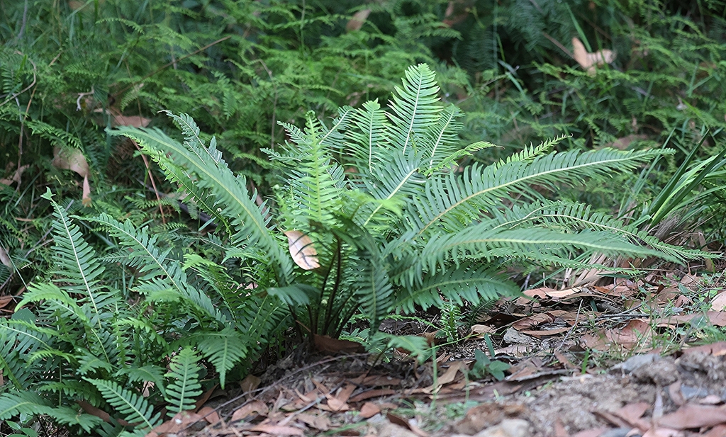 Fishbone water-fern from Gembrook VIC 3783, Australia on March 23, 2024 ...
