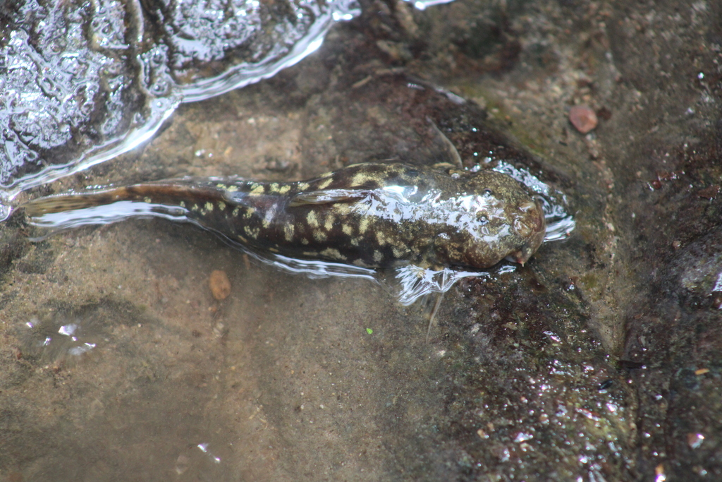 Astroblepus from Metropolitan District of Quito, Ecuador on March 24 ...