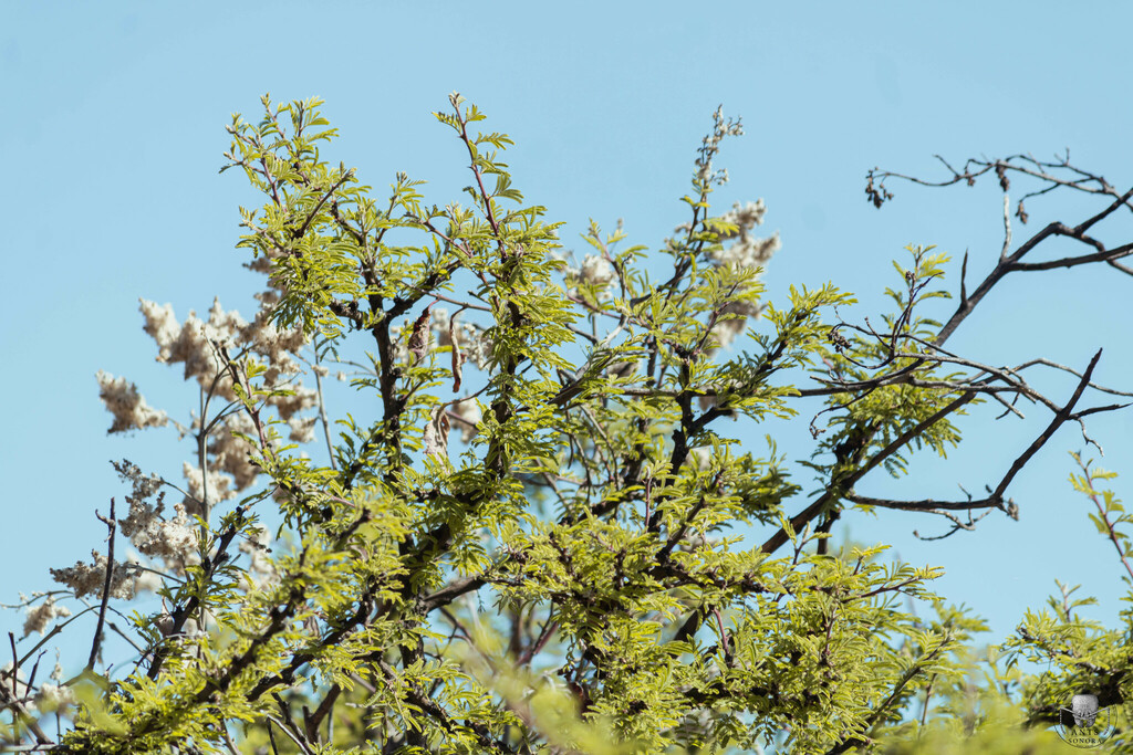 Schaffner's acacia from Parque Nacional El Cimatario, QRO 400, 76973 El ...