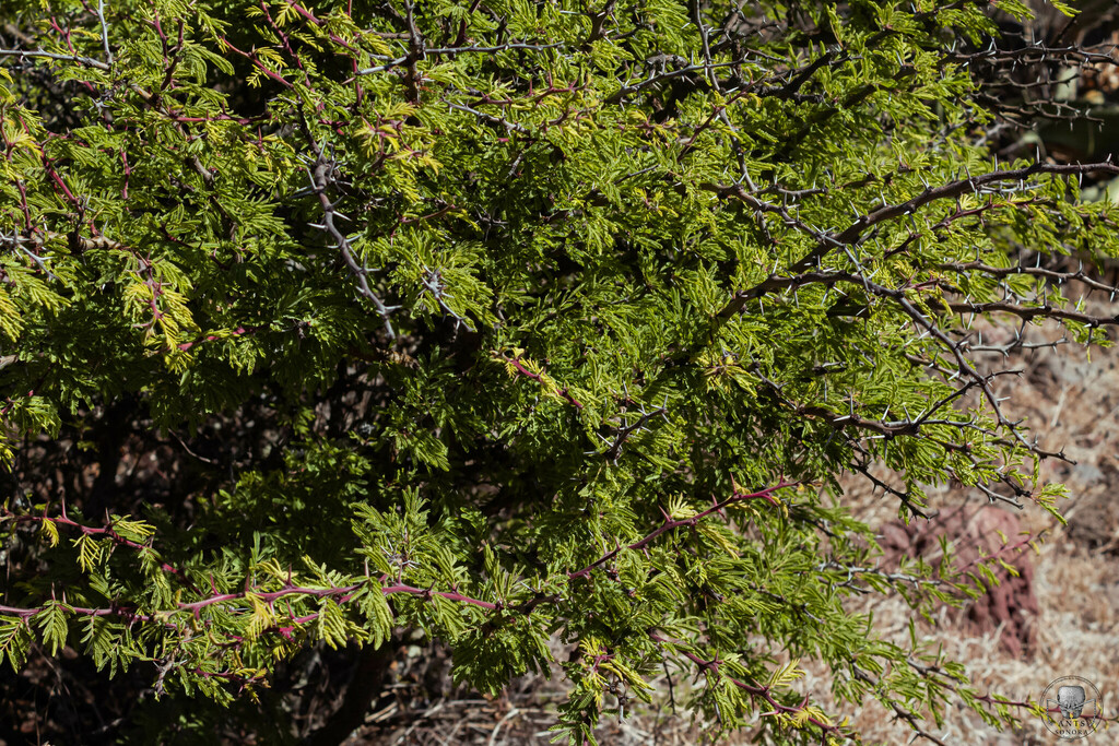 Schaffner's acacia from Parque Nacional El Cimatario, QRO 400, 76973 El ...
