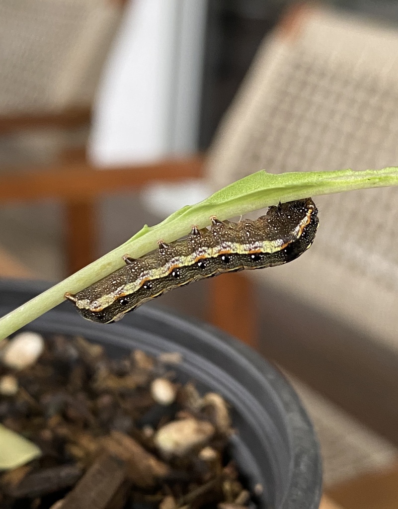 Oriental leafworm moth from Bangalow, NSW, AU on March 21, 2024 at 04:53 PM by thebigbugsmuggler ...