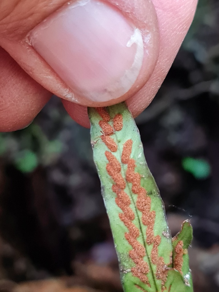 Common strap fern from Jacksons 7875, New Zealand on March 19, 2024 at ...