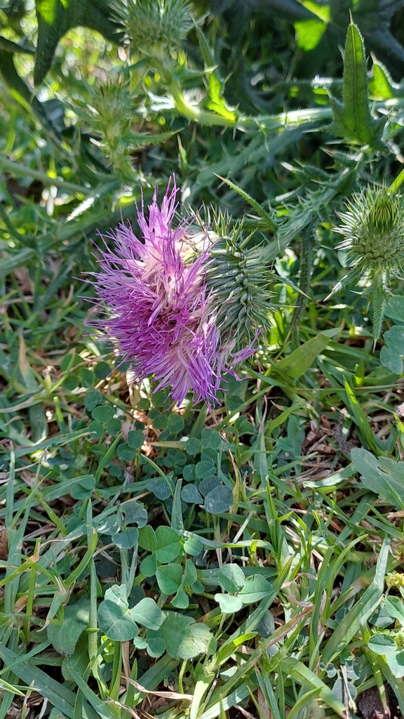 Bull Thistle from Macquarie Park NSW 2113, Australia on March 26, 2024 ...