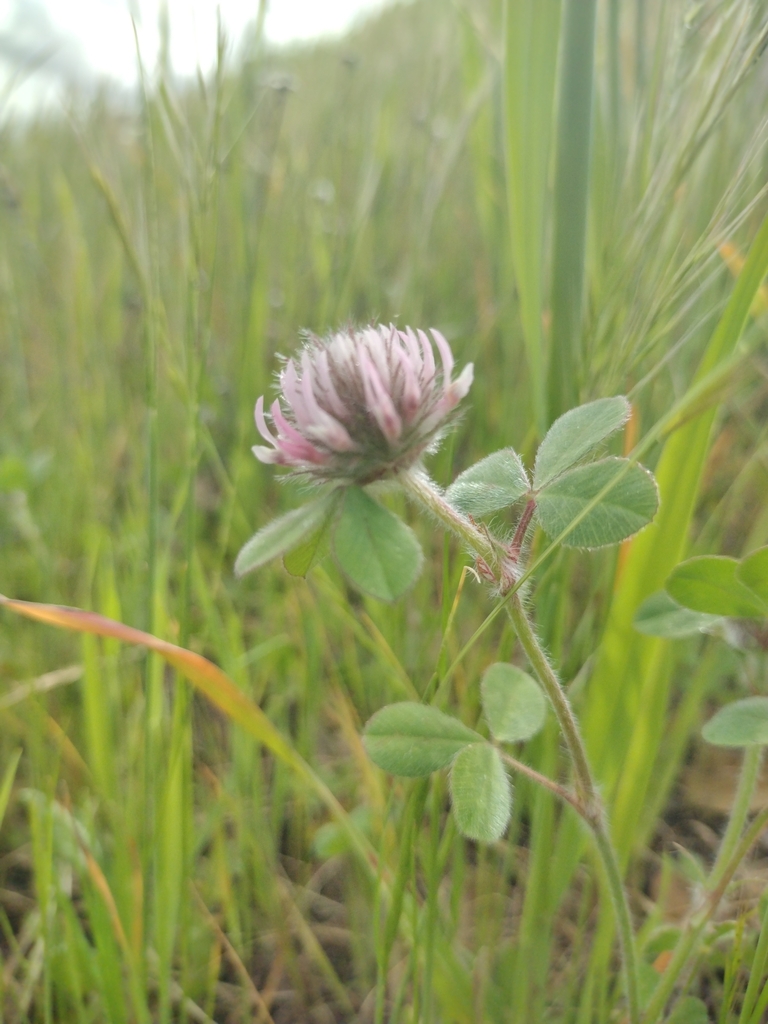 Rose Clover from Moraga Rd and Herman Dr, Lafayette, CA 94549, USA on ...