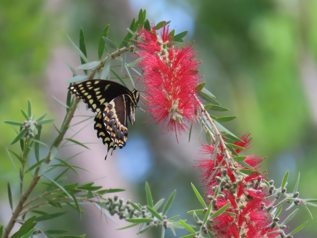 Palamedes Swallowtail from Homosassa, FL, USA on March 25, 2024 at 05: ...