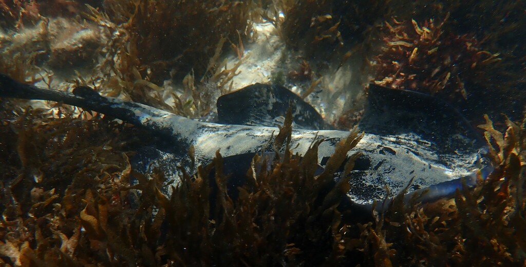 Spotted Stingaree from Surf Coast - West, AU-VI, AU on March 17, 2024 ...