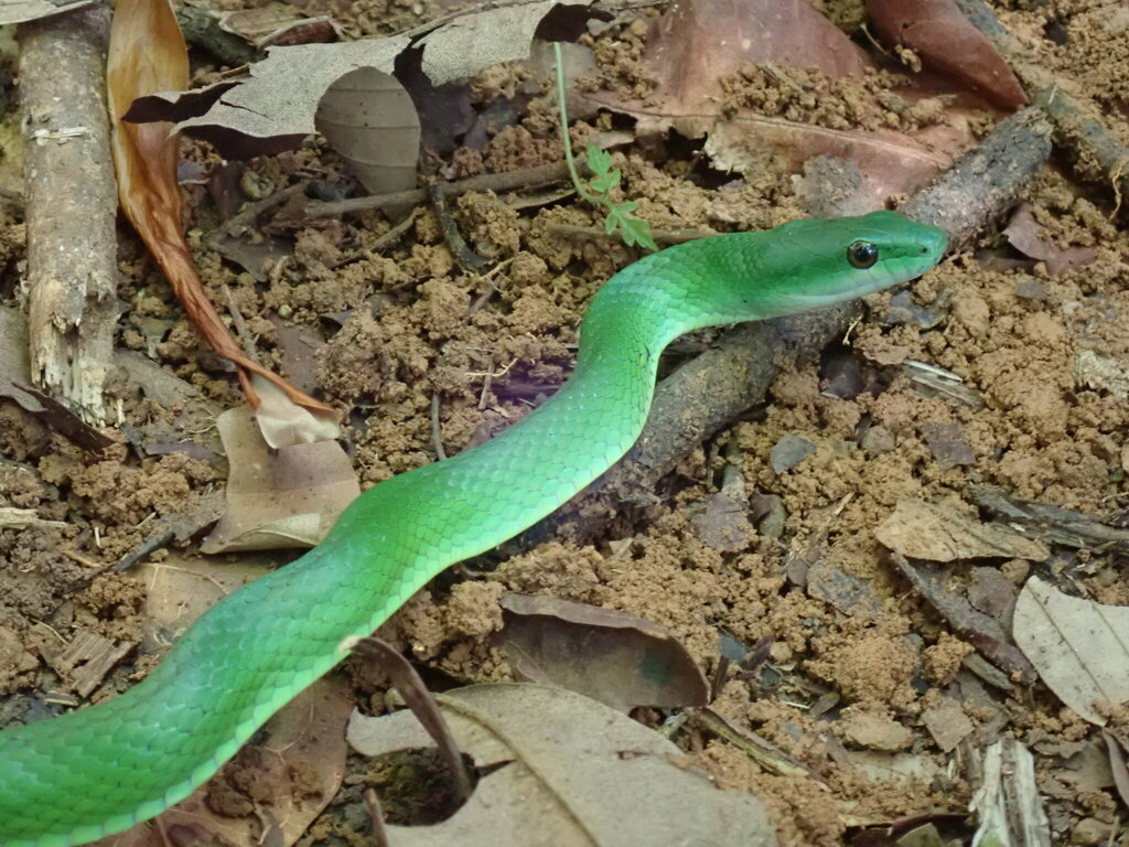 Common Green Racer from Saül 97314, Guyane française on March 19, 2024 ...