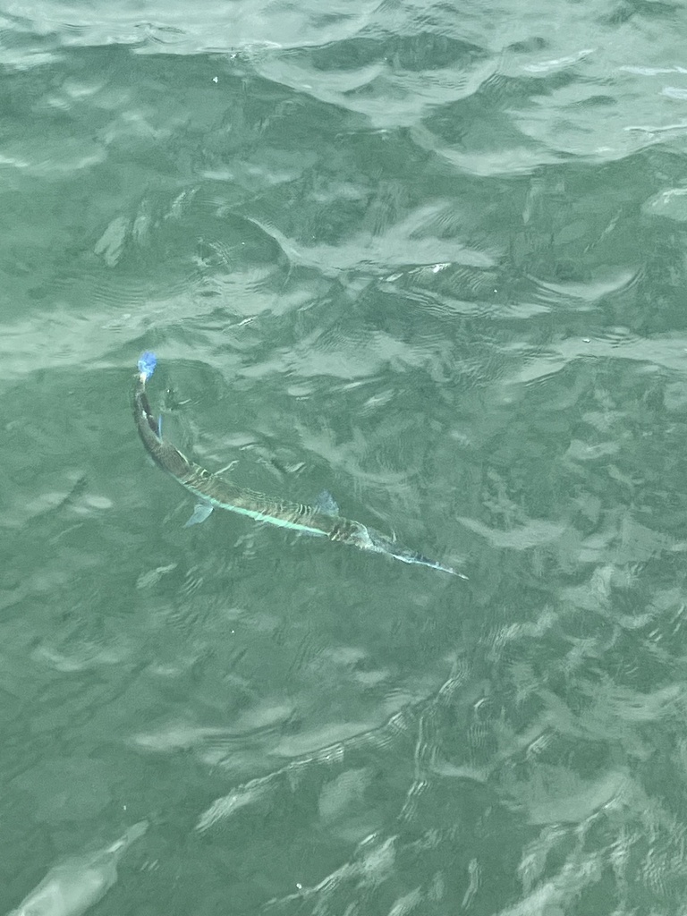 Houndfish from East Loch Pearl Harbor, HI, US on November 20, 2023 at ...