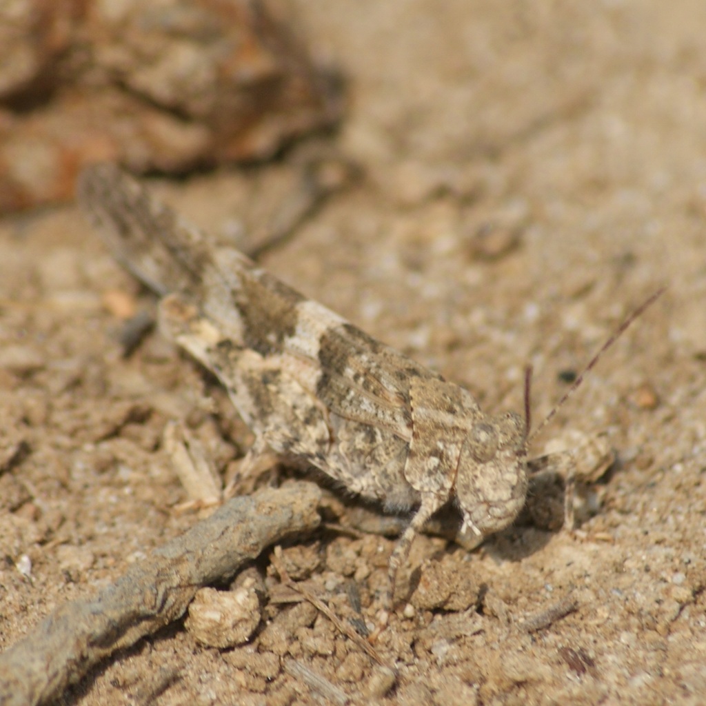 Trimerotropis from Amozoc, Pue., México on April 26, 2019 at 10:51 AM ...