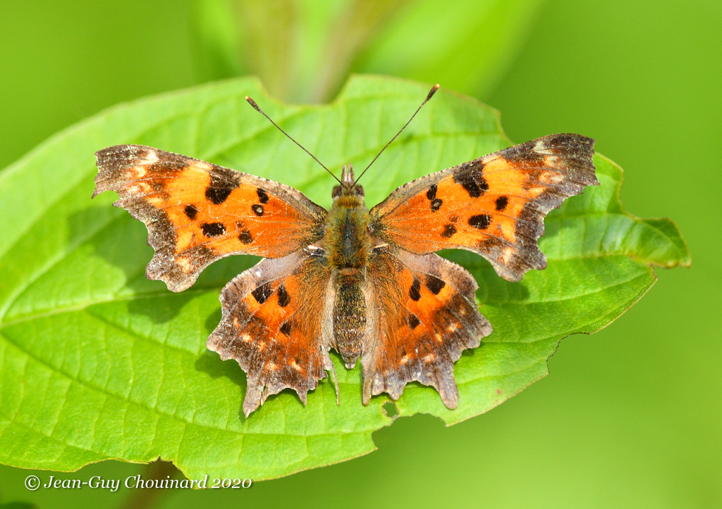 Green Comma from Saint-Adalbert, QC G0R, Canada on June 8, 2020 at 03: ...