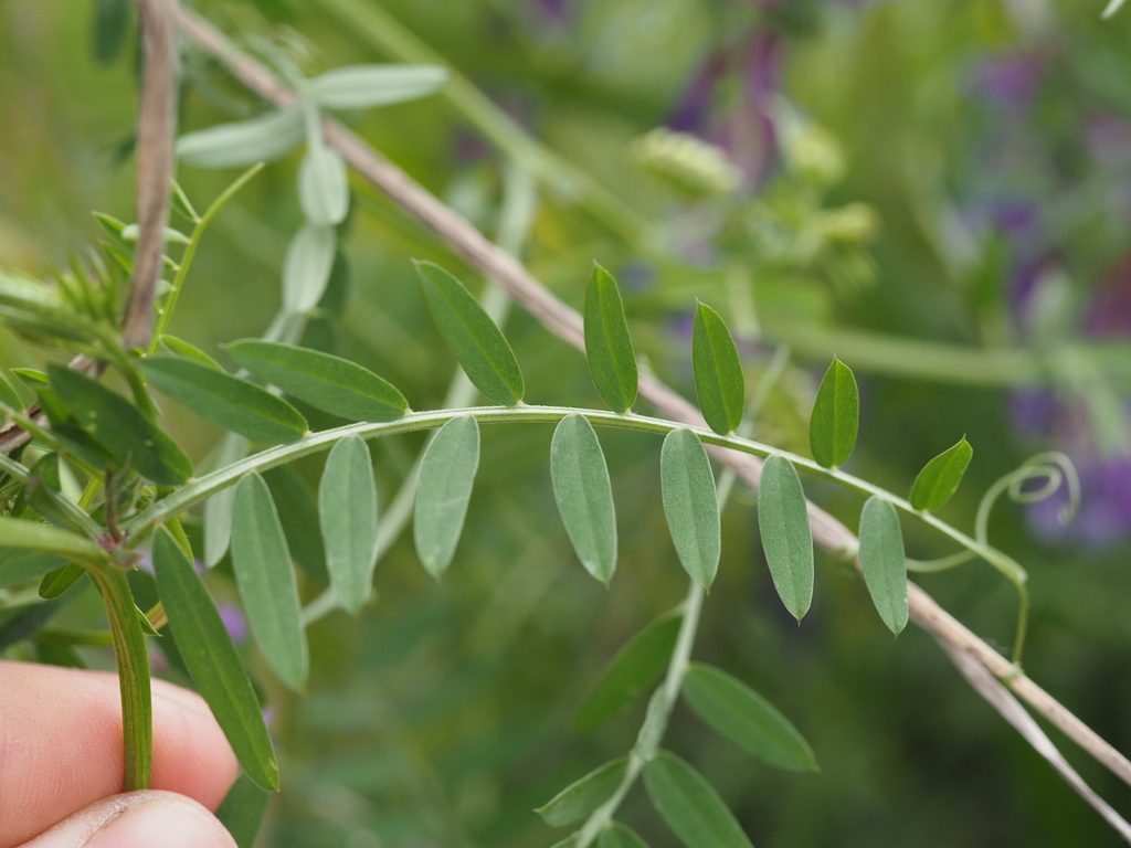 winter vetch (Vicia villosa varia) - Botanical Realm