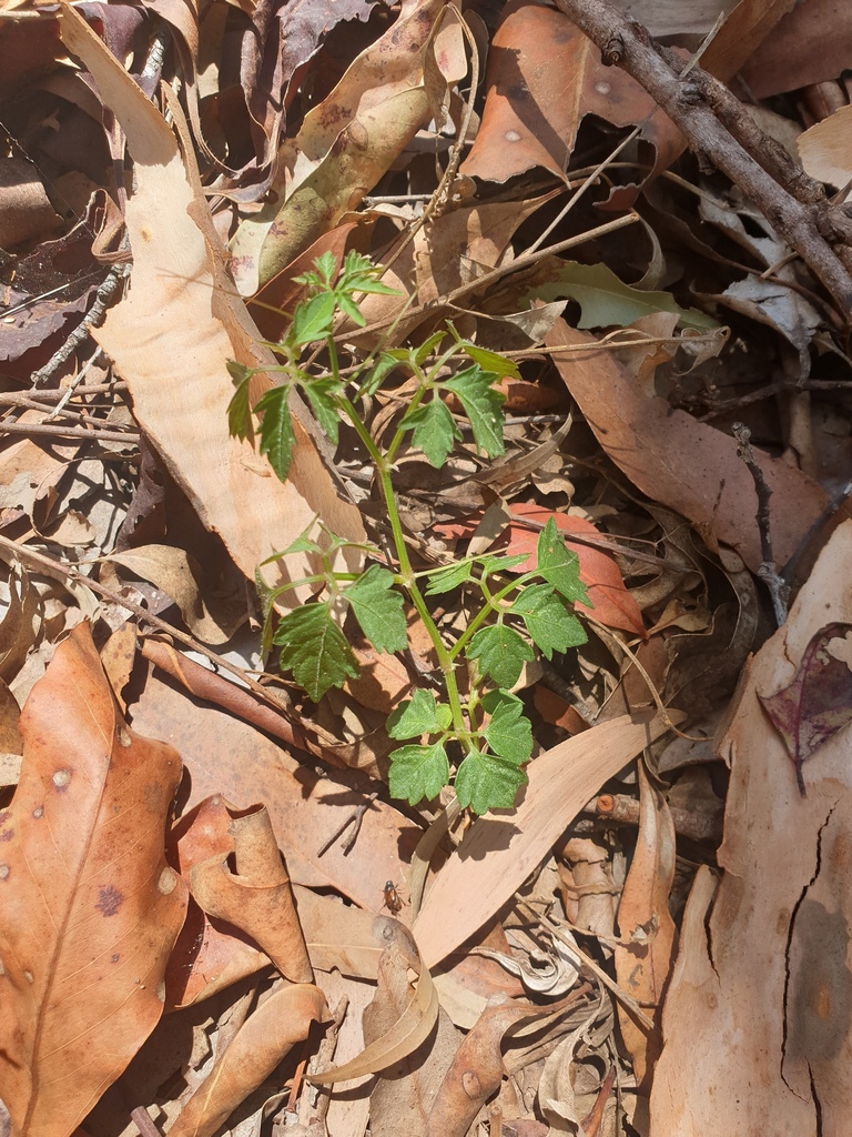 Slender Grape in November 2019 by PeterCopping · iNaturalist