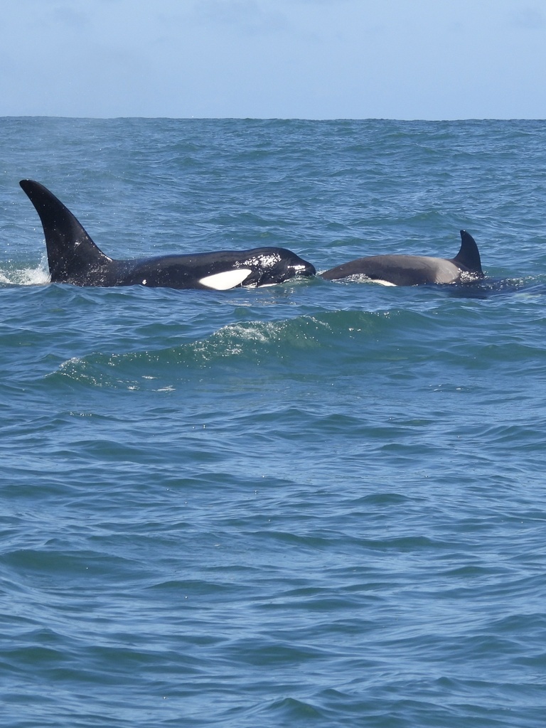 Orca from Oceano Atlântico, SP, BR on March 25, 2024 at 12:47 PM by ...