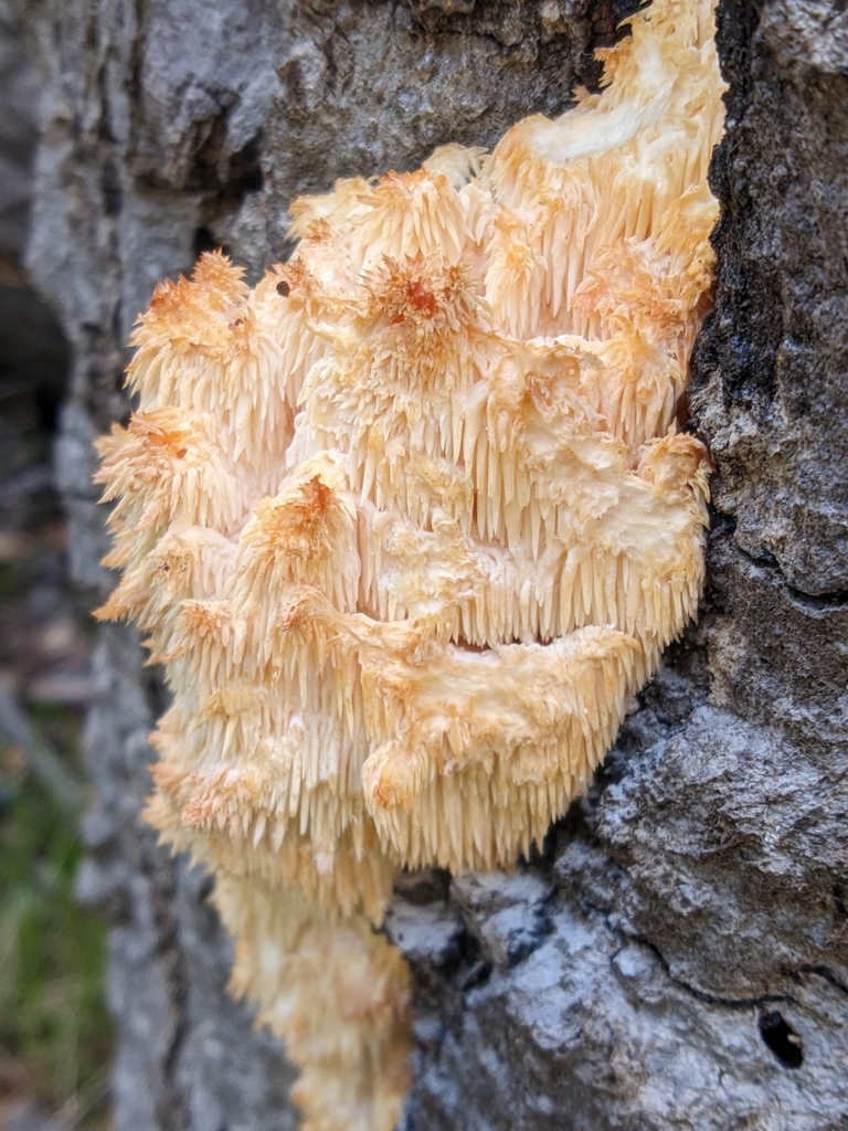 Coral tooth fungus from San Diego, CA 92119, USA on March 15, 2024 at ...