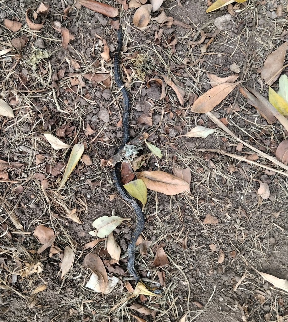 Thickhead Ground Snake from Chía, CO-CU, CO on March 25, 2024 at 10:44 ...
