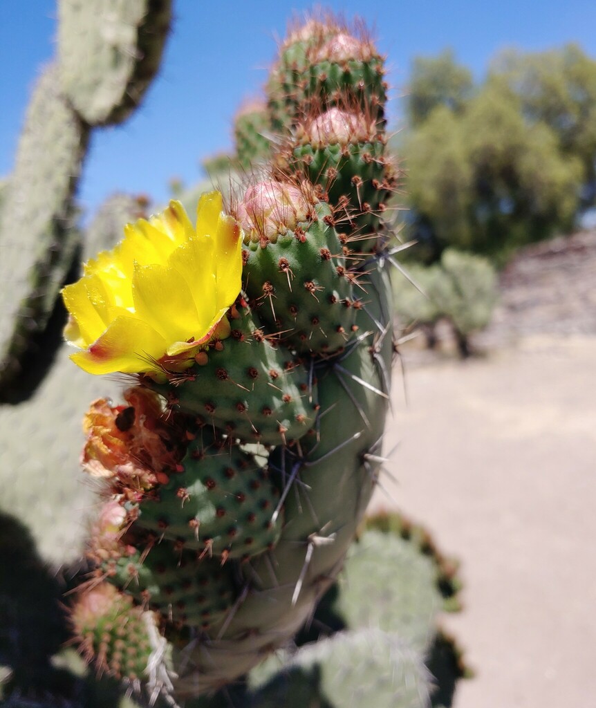 Opuntia streptacantha from Teotihuacán, México, Mexico on March 22 ...