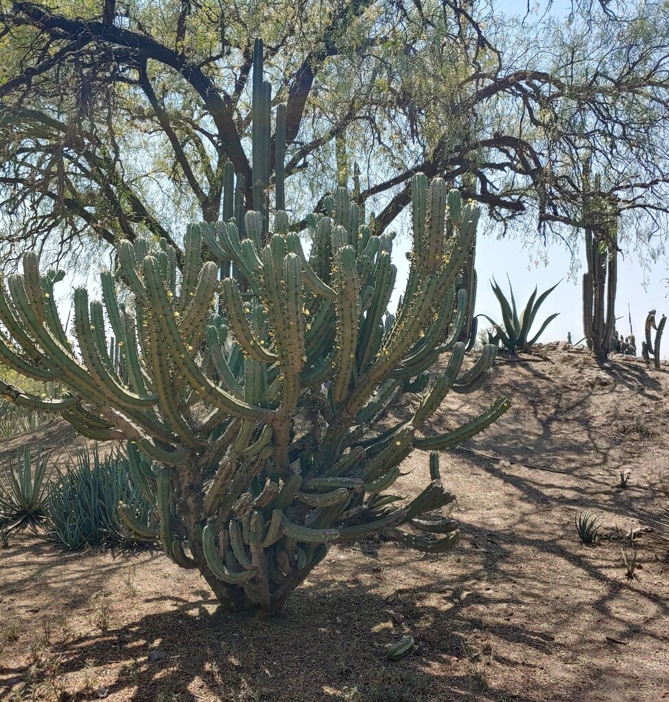 Blue Myrtle-cactus from Teotihuacán Municipality, State of Mexico ...
