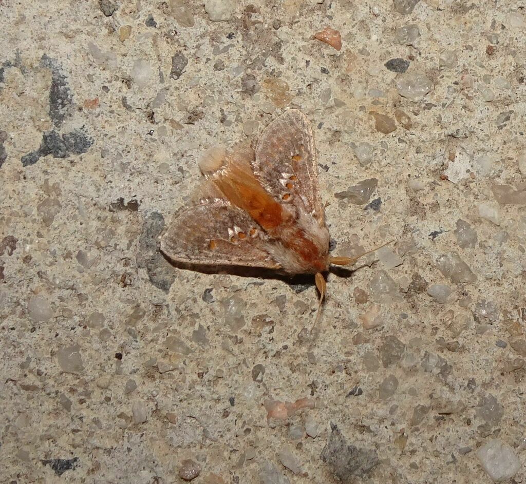 Orange Cup Moth from Lal Lal VIC 3352, Australia on March 25, 2024 at ...