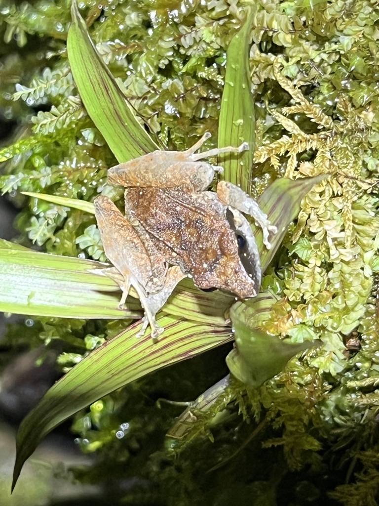 Cachabi Robber Frog in March 2024 by harrier · iNaturalist