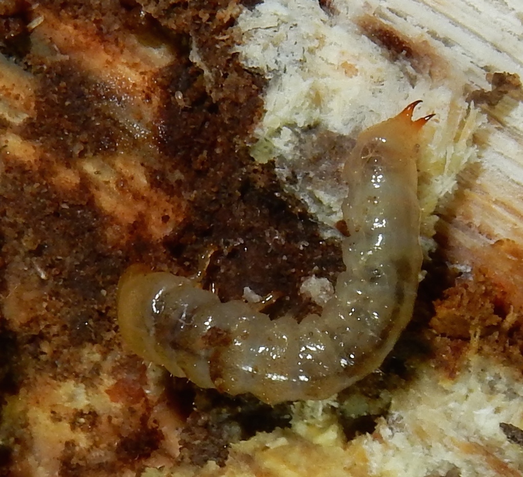 Synchroa punctata (Invertebrates of the Overton Park Night Hike ...