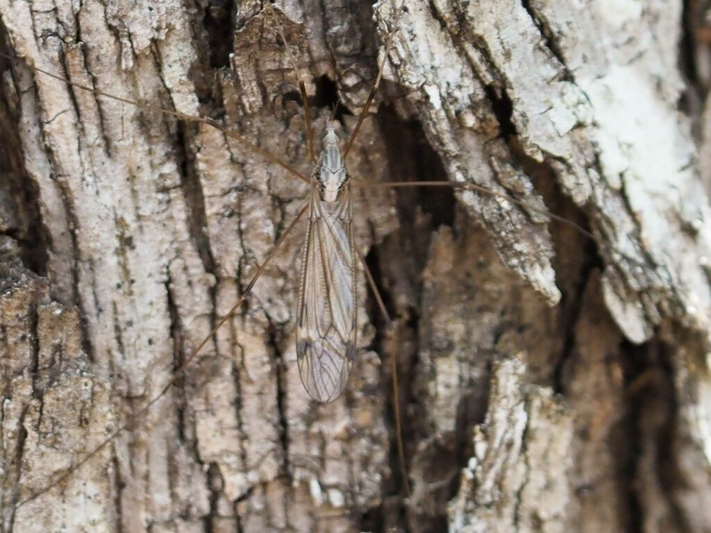 Common Crane Flies from Sonora, TX 76950, USA on March 23, 2024 at 03: ...