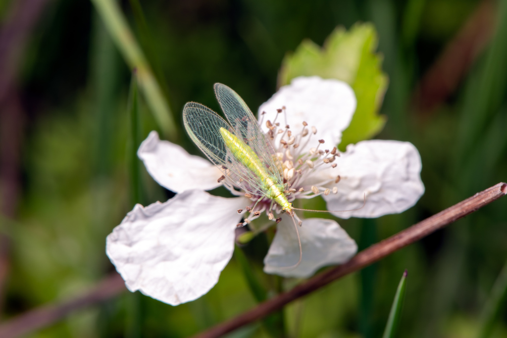 common green lacewings from Lewisville, TX, USA on March 25, 2024 at 04 ...
