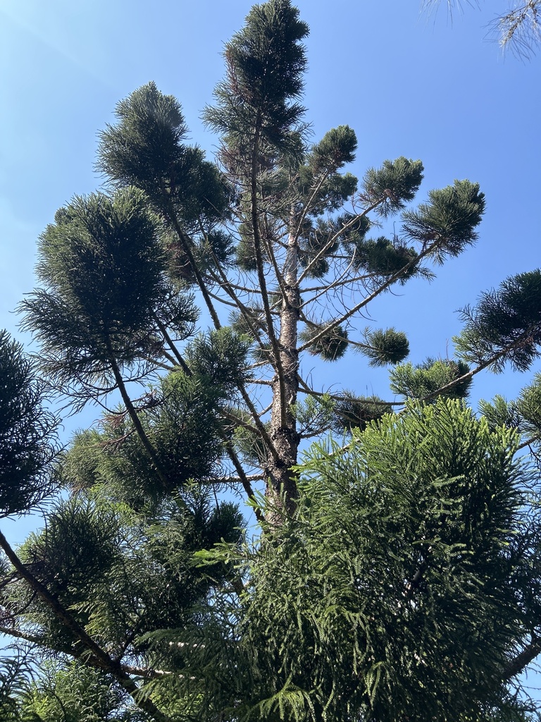Hoop pine from Blackwattle Bay Park, Glebe, NSW, AU on March 26, 2024 ...