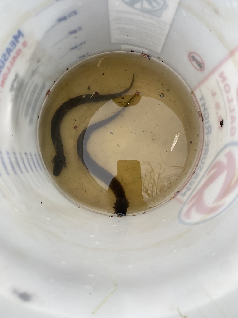 Western Lesser Siren in March 2024 by John Moore · iNaturalist