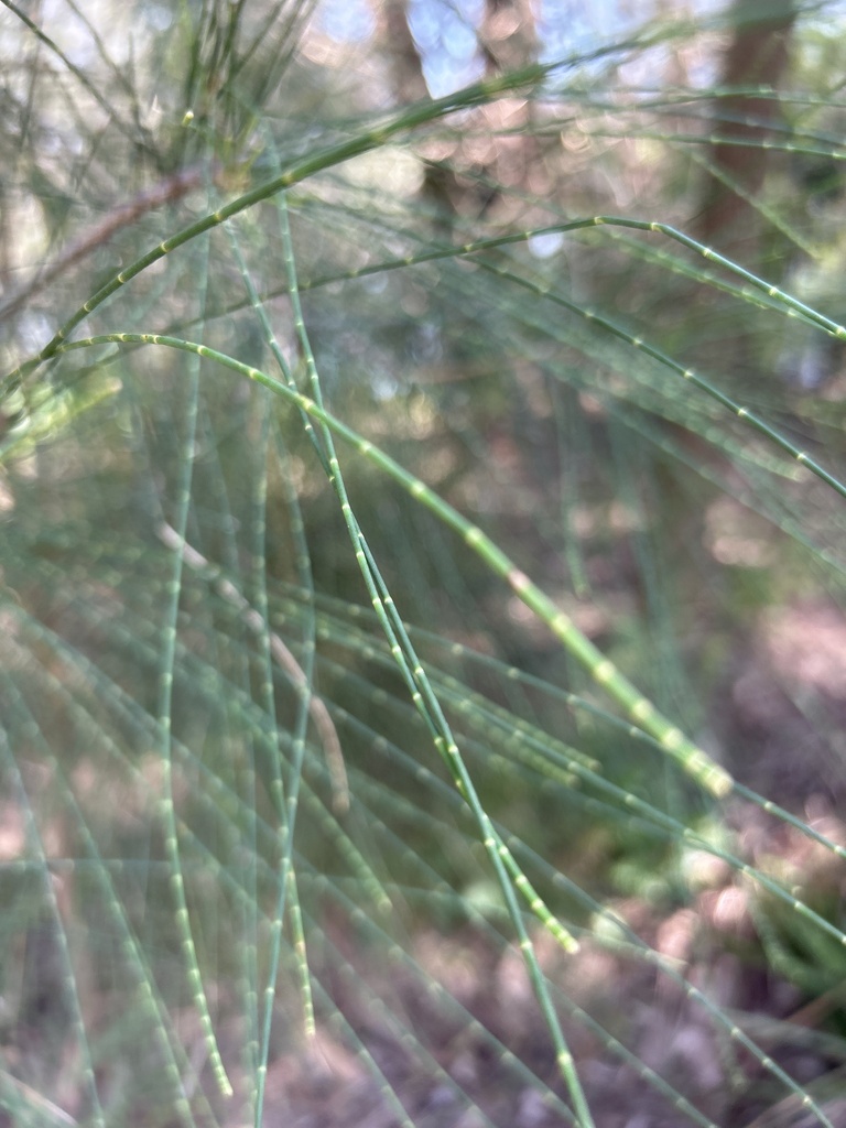 Swamp sheoak from Blackwattle Bay Park, Glebe, NSW, AU on March 26 ...