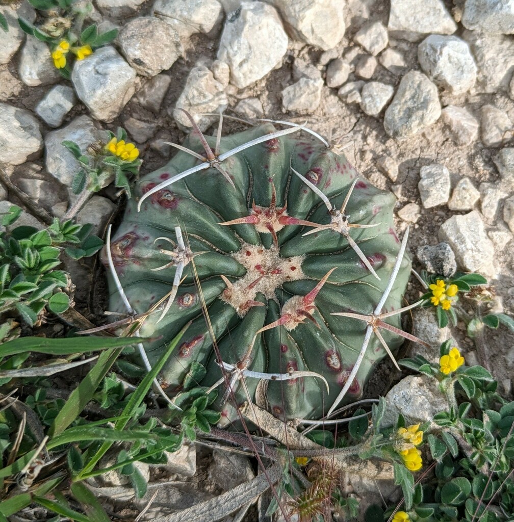 Horse Crippler Cactus in March 2024 by Cindy Chrisler · iNaturalist